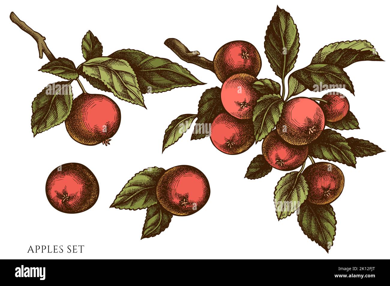 Gardening hand drawn vector illustrations collection. Colored apples ...