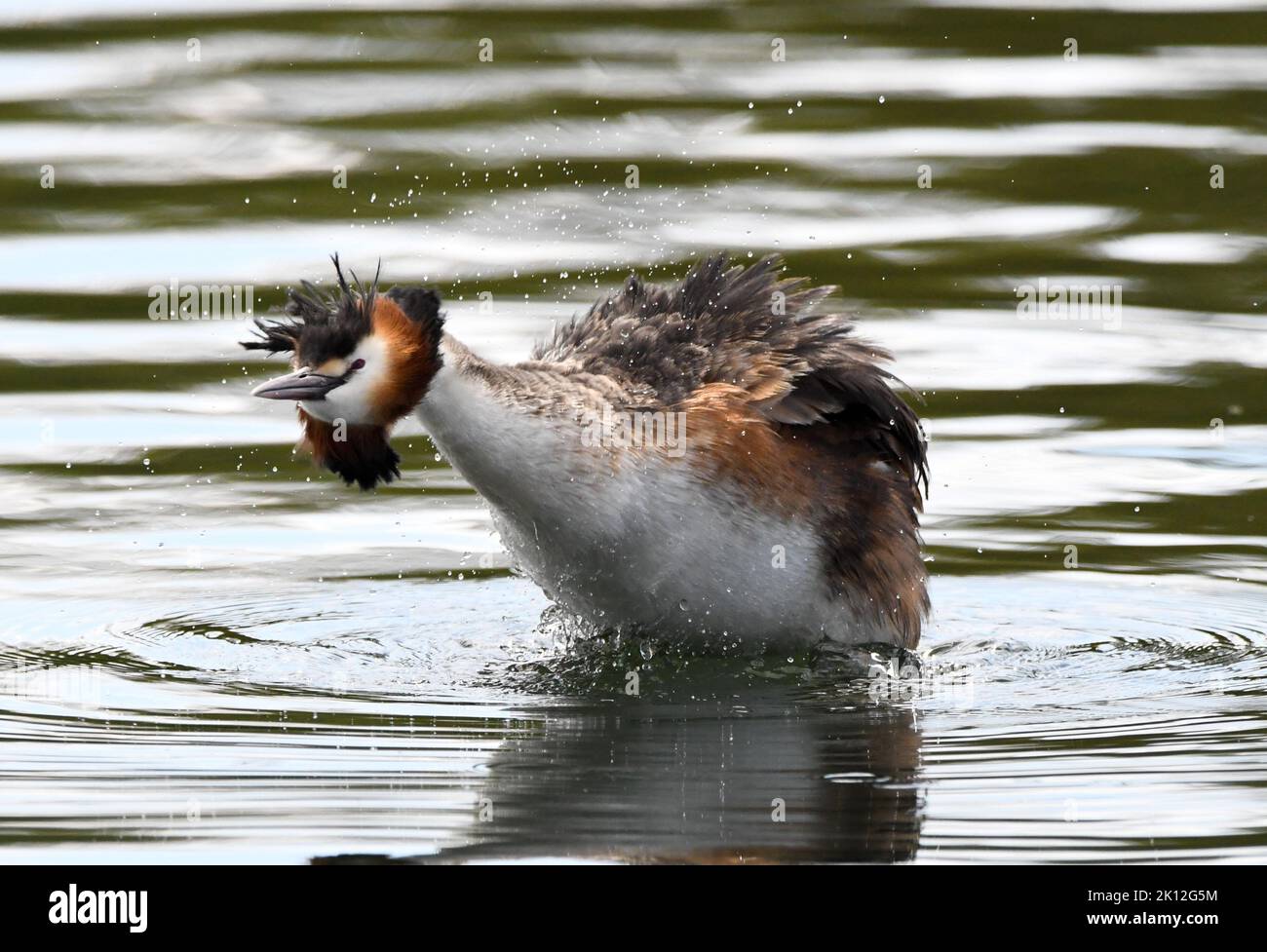 Great Crested Grebe Stock Photo - Alamy