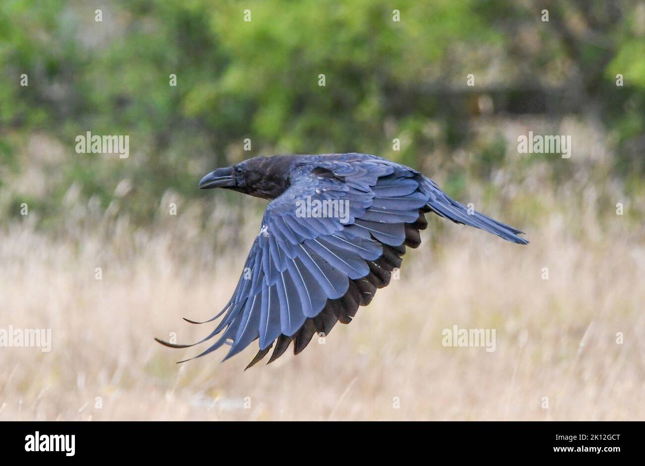 Raven in flight Stock Photo - Alamy