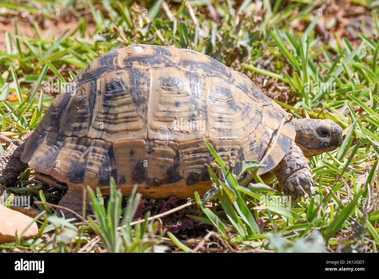 Rare species of tortoise hi-res stock photography and images - Alamy