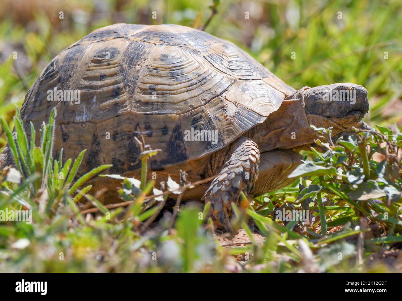Rare species of tortoise hi-res stock photography and images - Alamy