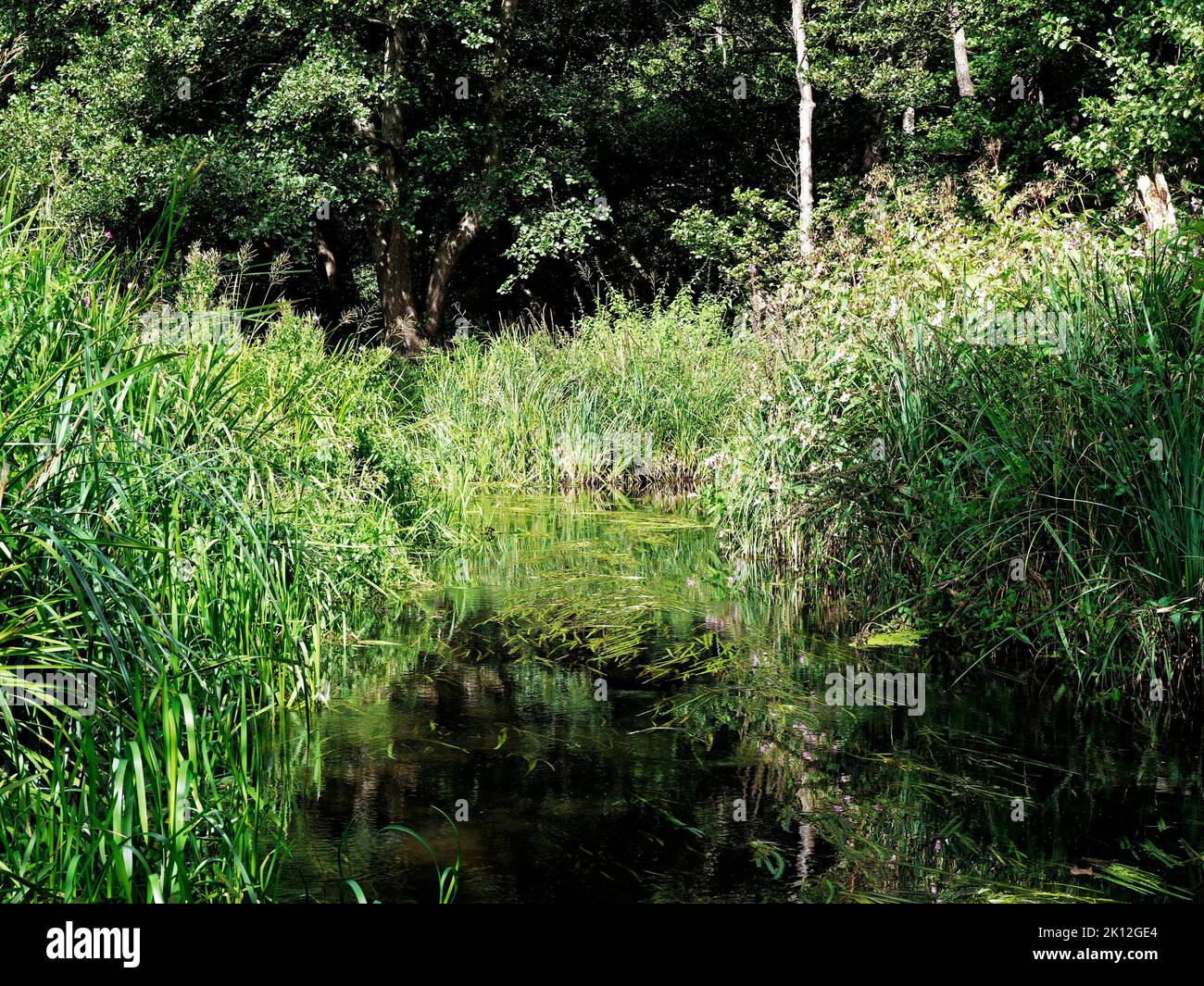 Disused North Walsham and Dilham Canal (sometimes River Ant) belowthe ...
