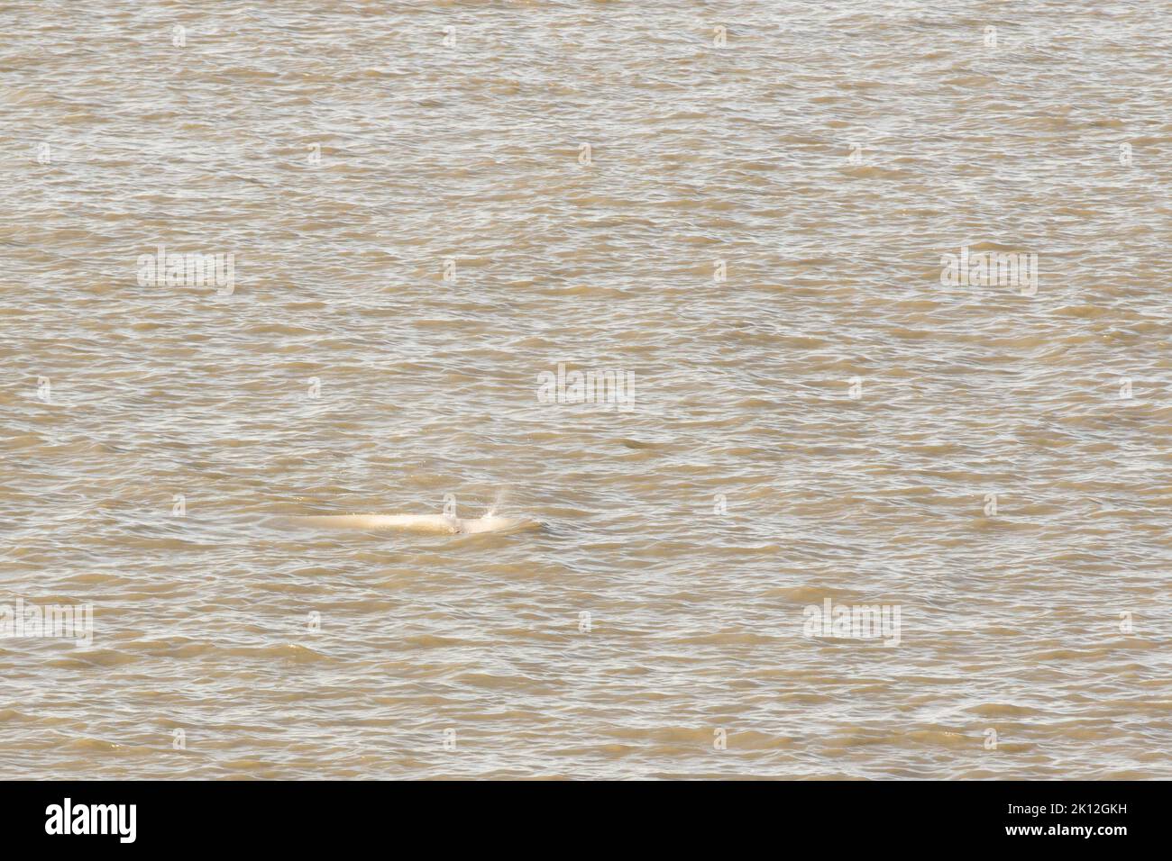 Beluga point alaska hi-res stock photography and images - Alamy