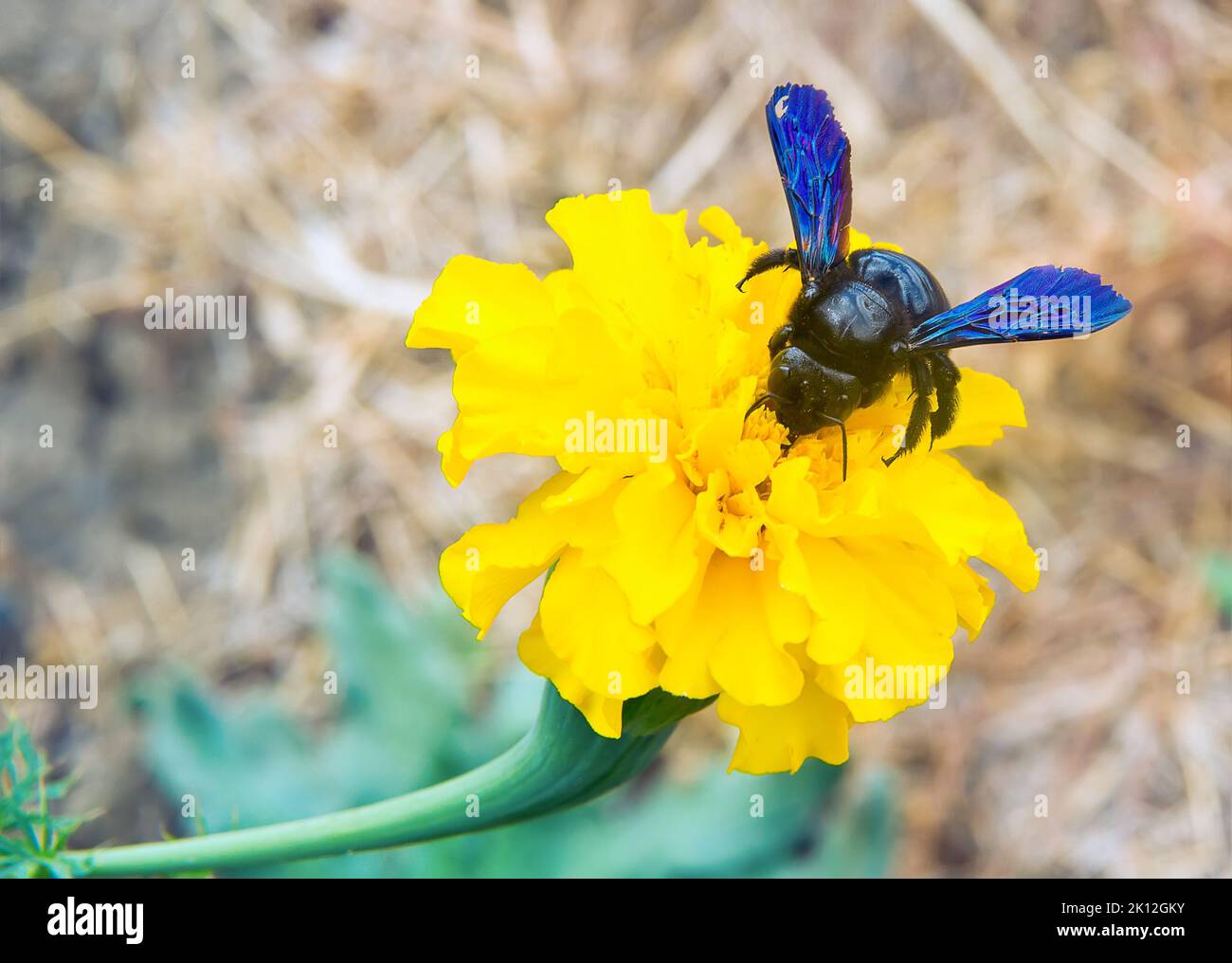 Carpenter bee (Xylocopa violacea) pollinating flowers Stock Photo - Alamy