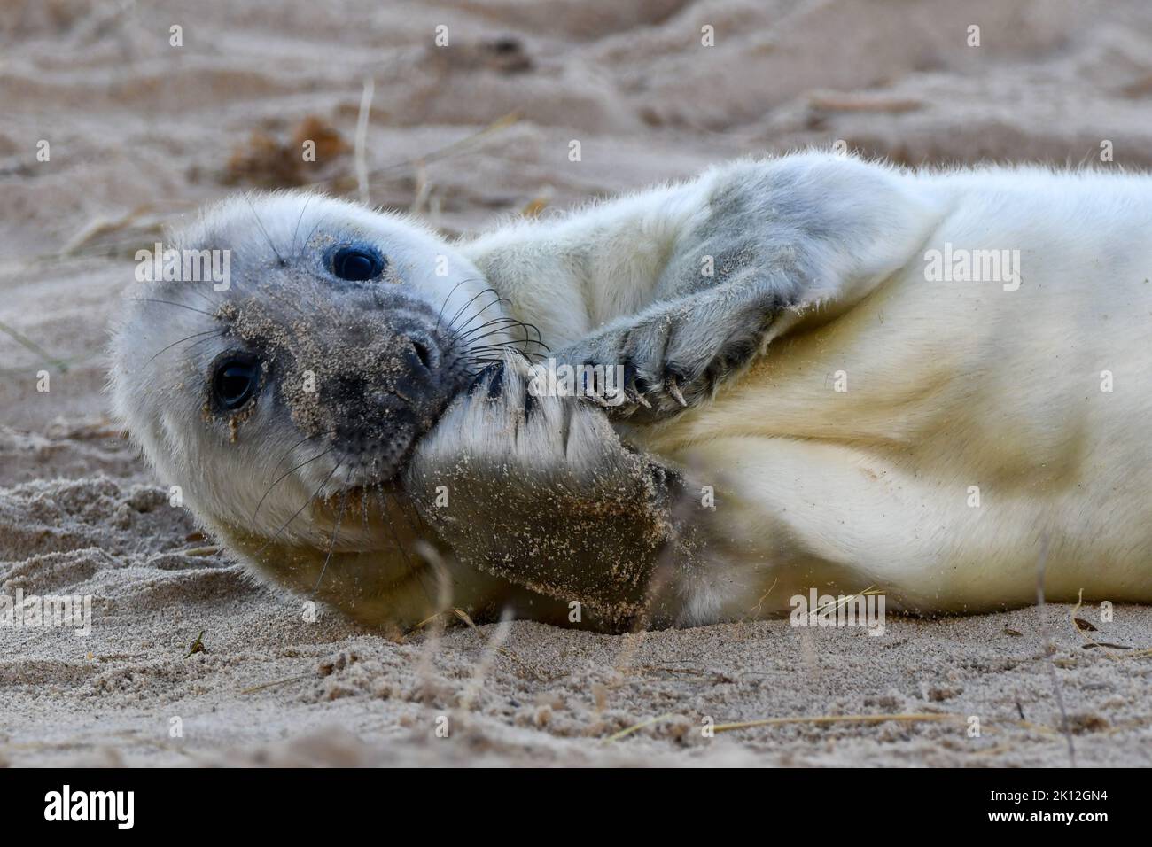 Laughing seals hi-res stock photography and images - Alamy
