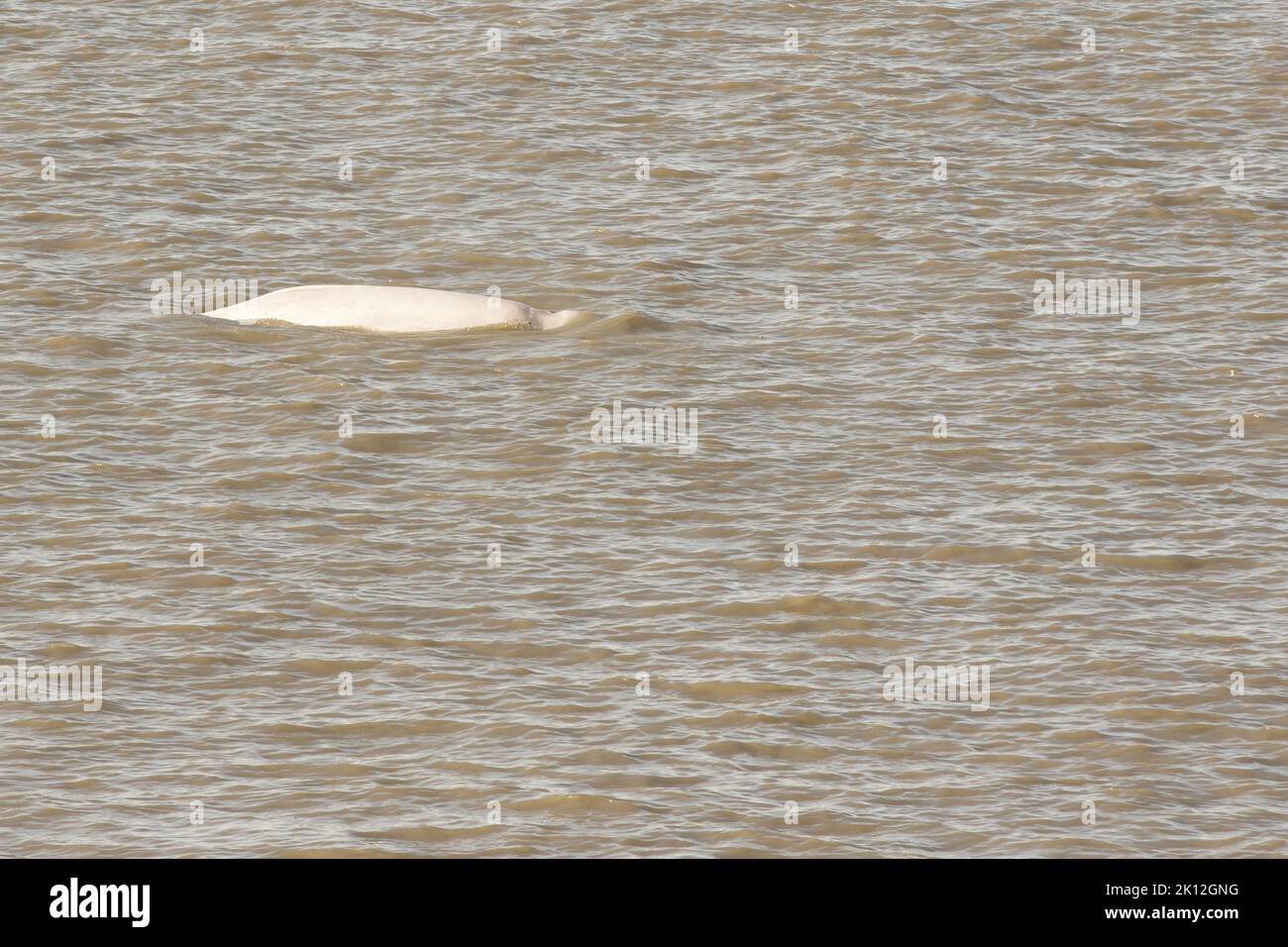 Beluga whale alaska hi-res stock photography and images - Alamy