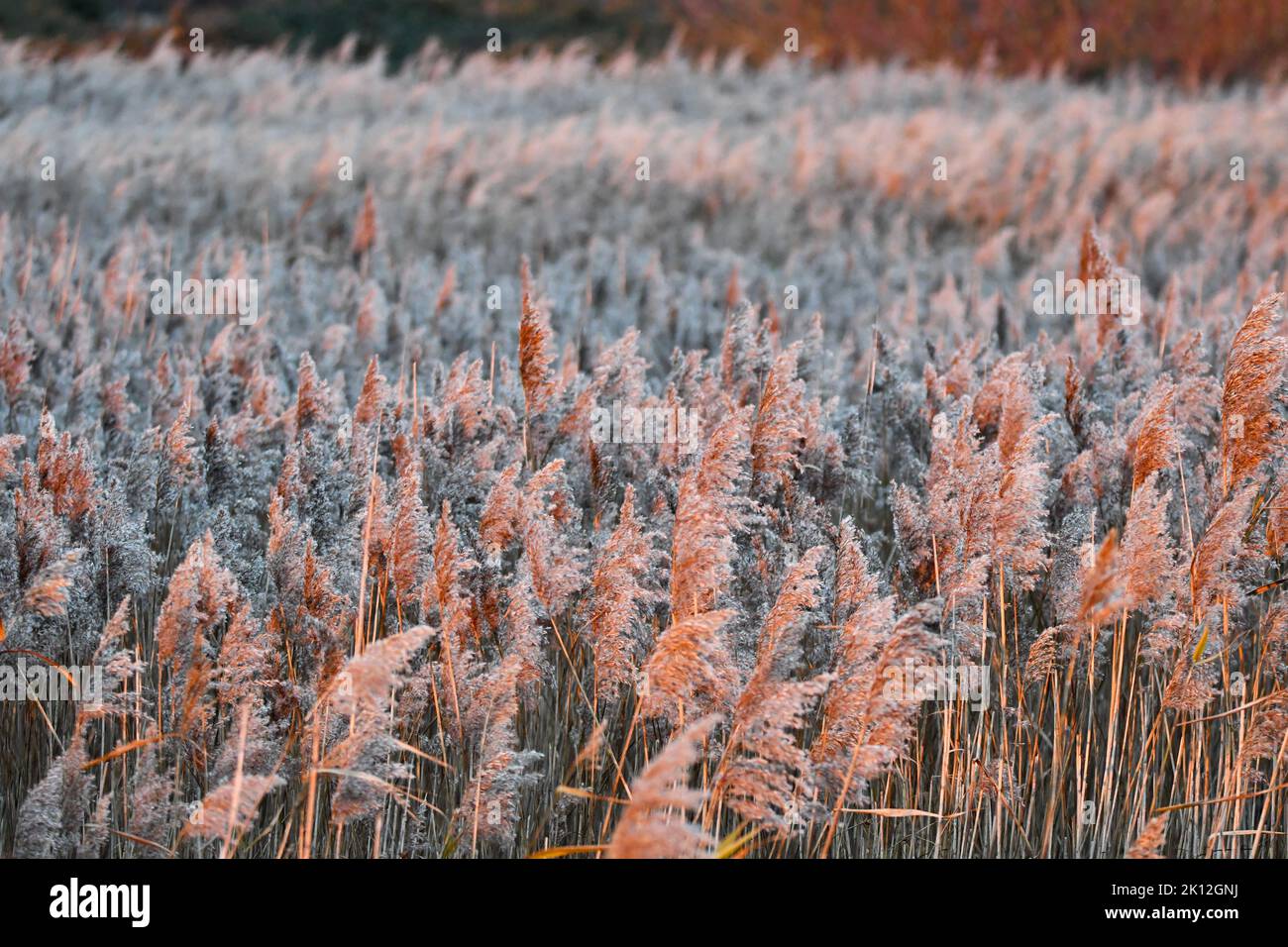Reedbed plant hi-res stock photography and images - Alamy