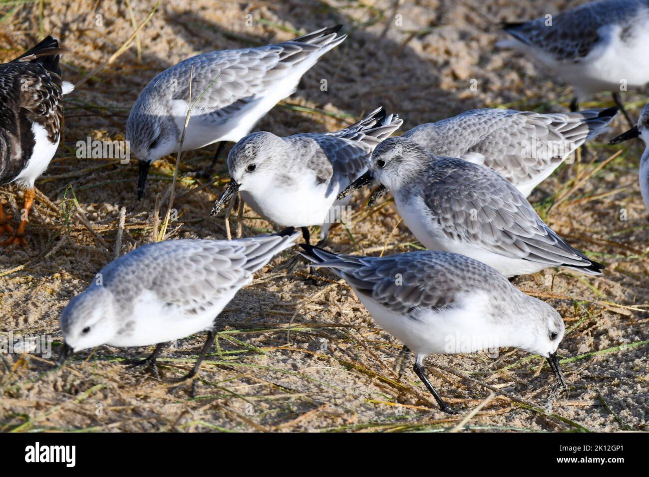 Sanderlings hi-res stock photography and images - Alamy