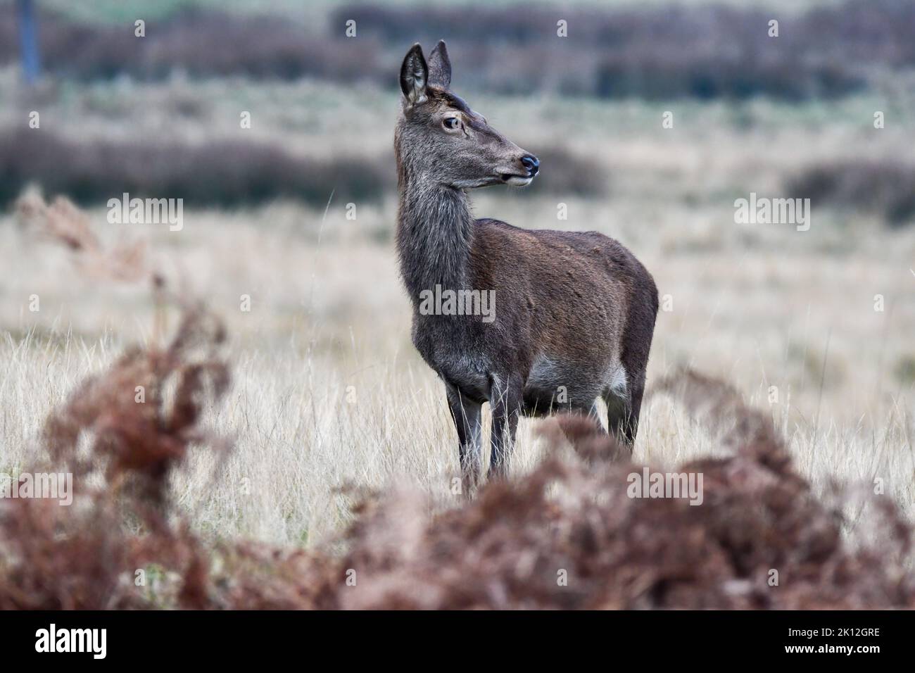Baby red deer scotland hi-res stock photography and images - Alamy