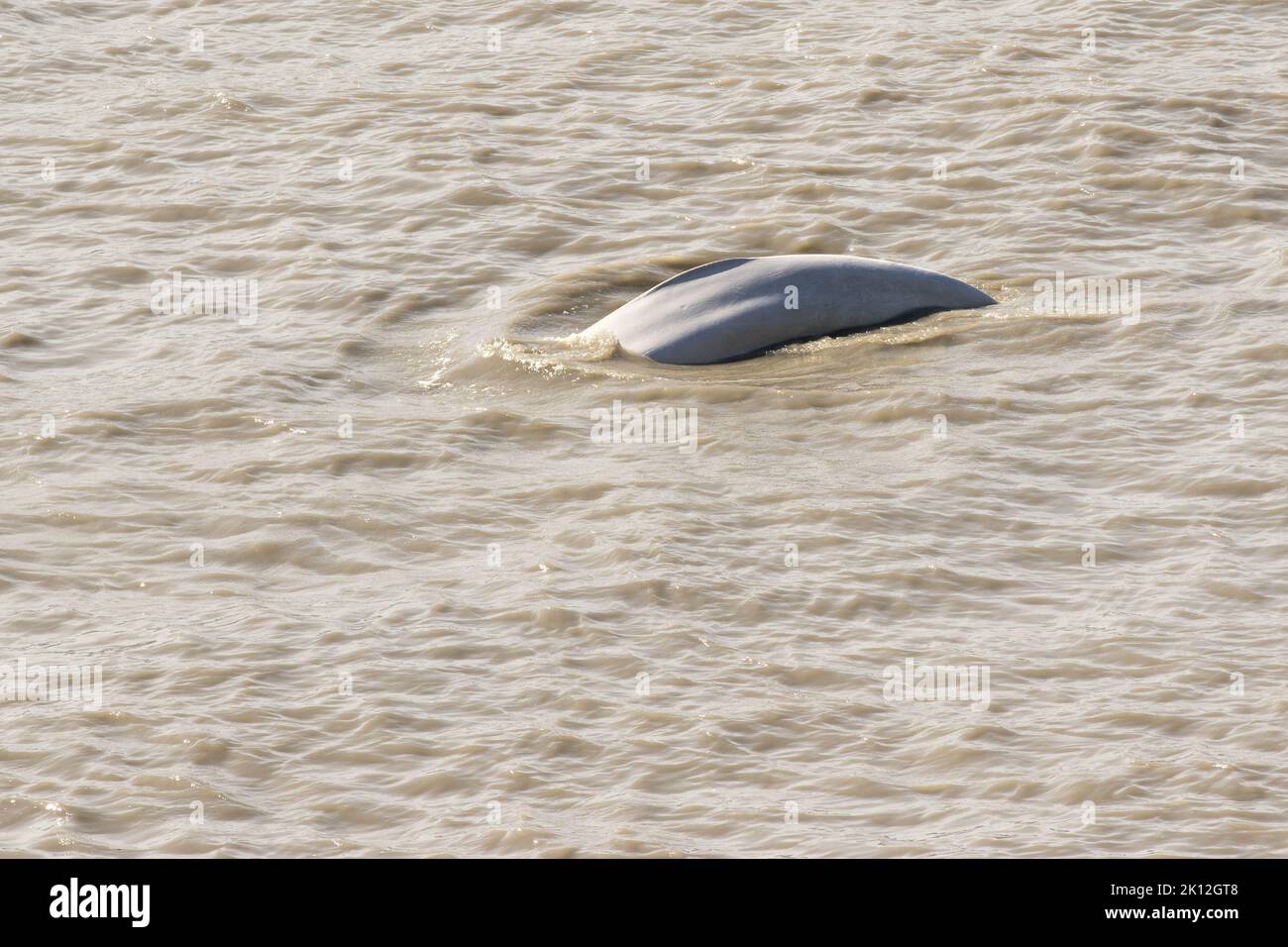 Beluga whale alaska hi-res stock photography and images - Alamy