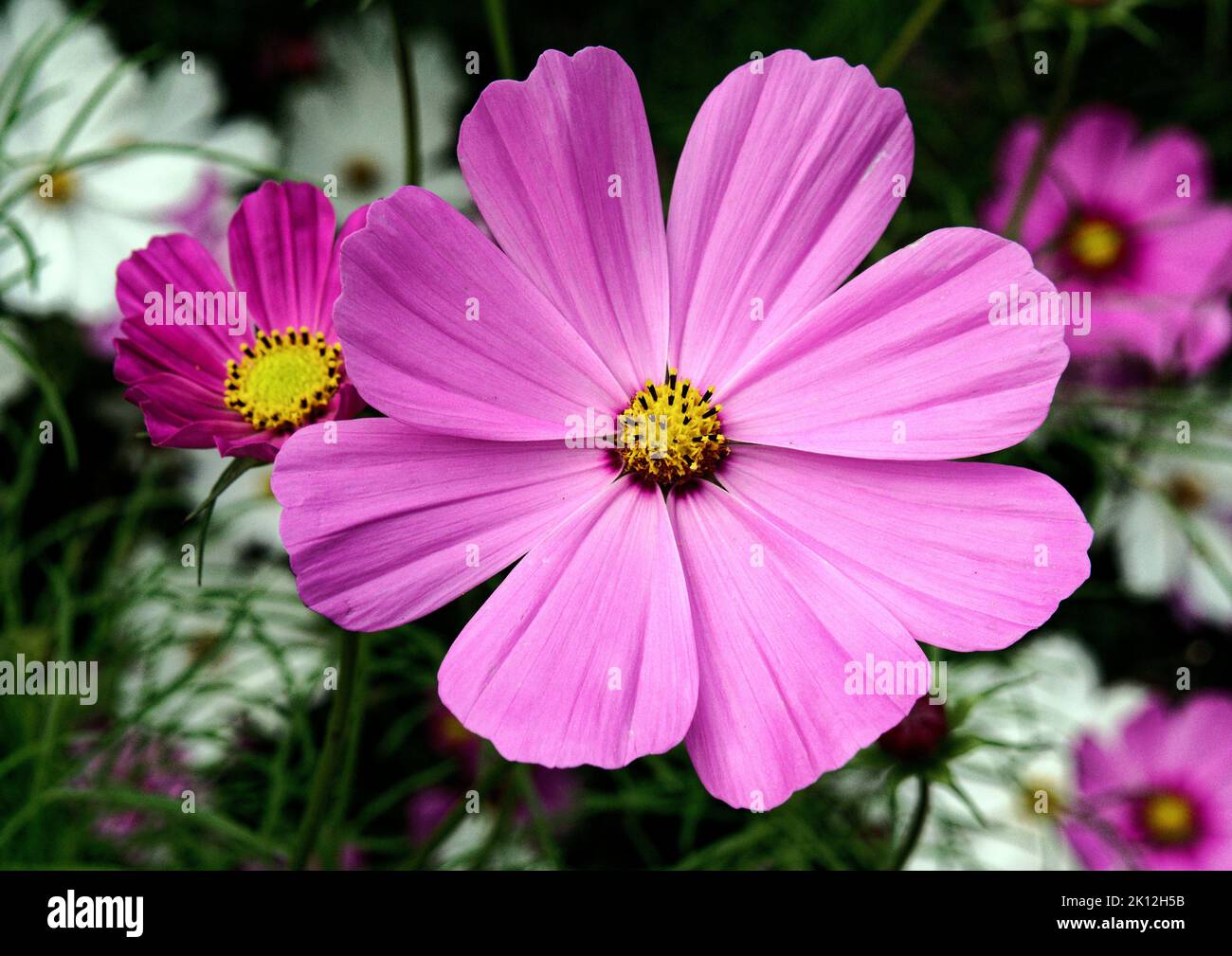 Tall pink Cosmos, a cultivar of Cosmos bipinnatus is a decorative ...