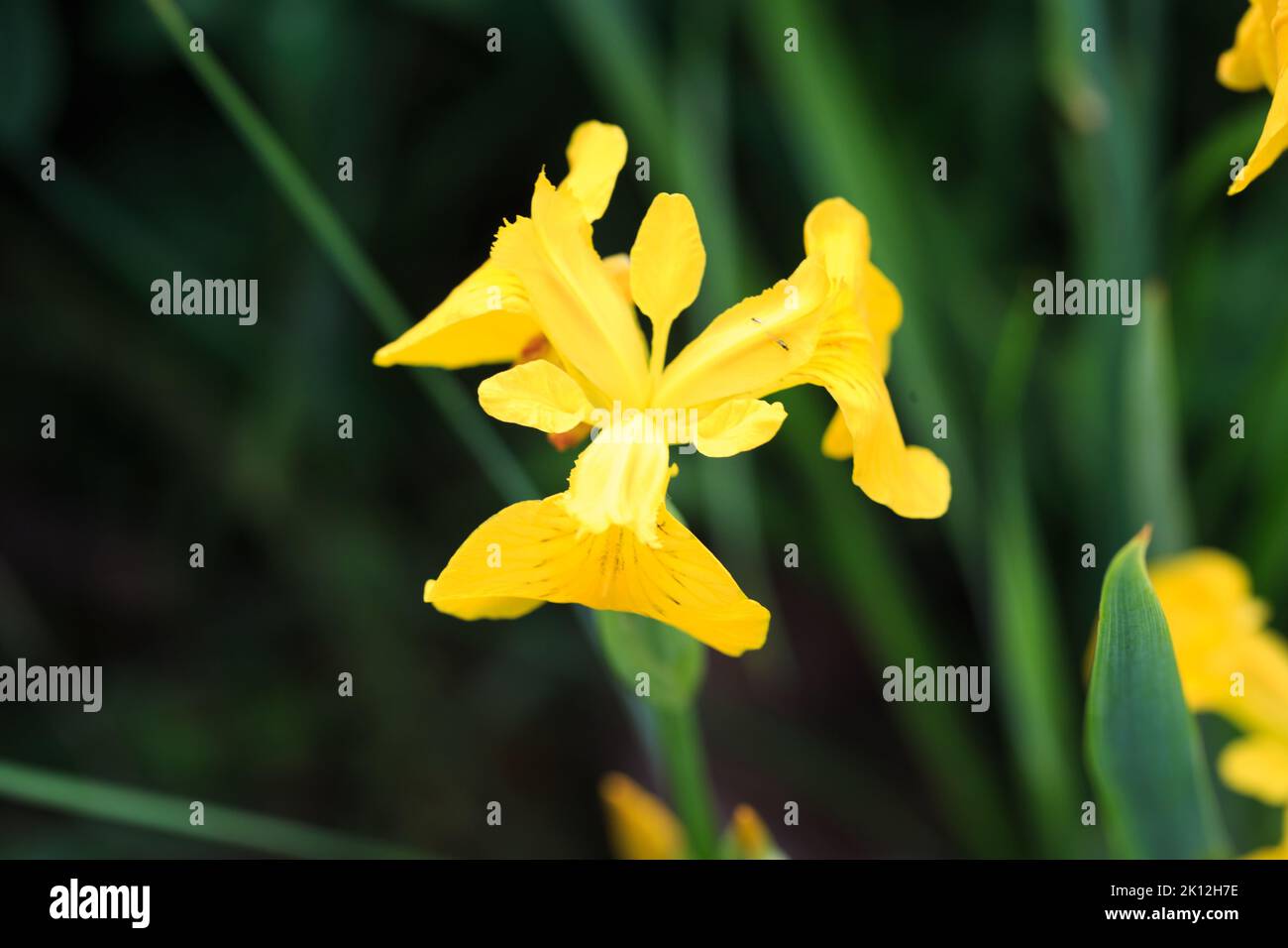 Dutch Iris Golden Giant Yellow. Wild iris flower in wildlife Stock ...