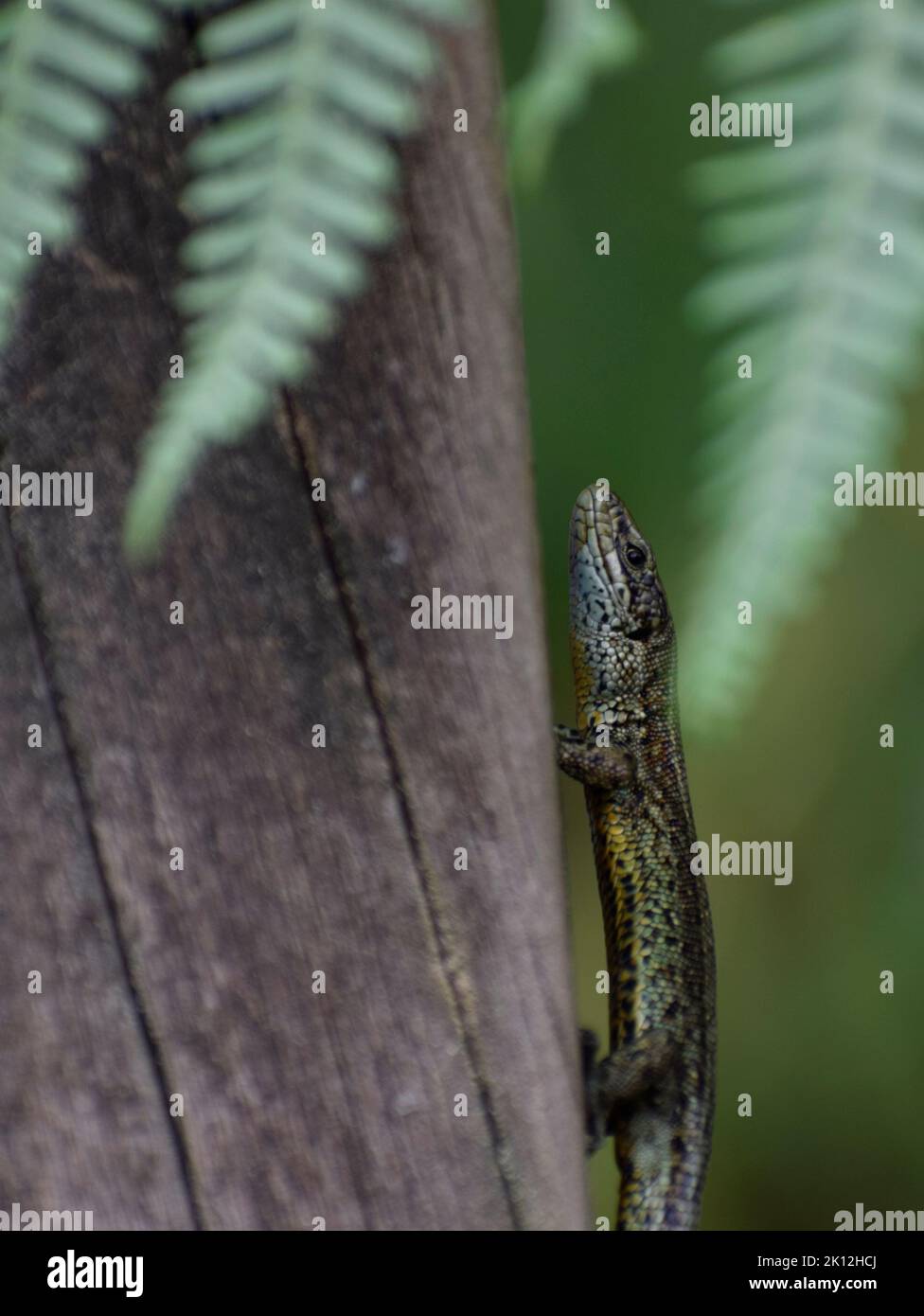 Zootoca vivipara on leaves hi-res stock photography and images - Alamy