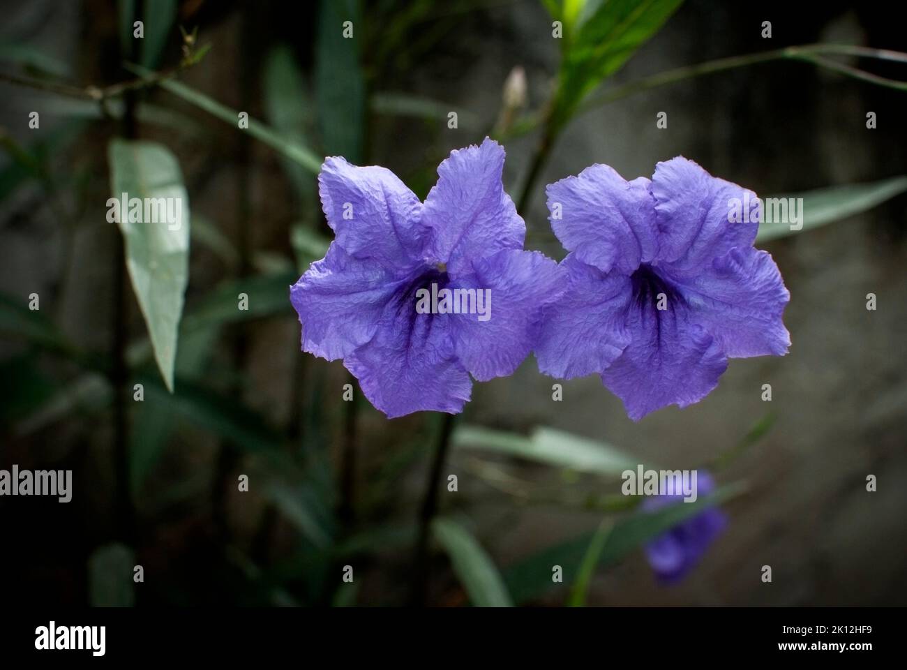 two ruellia simplex flowers with dark and blurry background Stock Photo ...