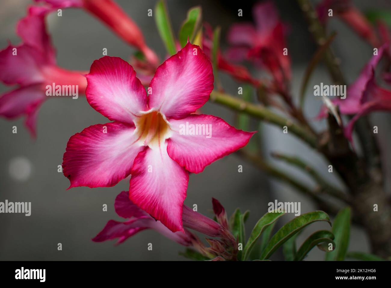 Adenium flower hi-res stock photography and images - Alamy