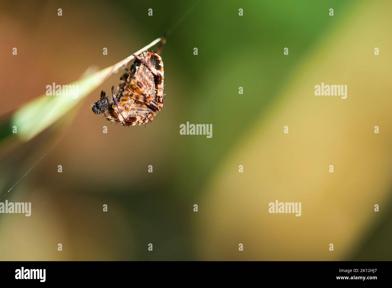 Cross spider huddled, with prey on a blade of grass. A useful hunter ...