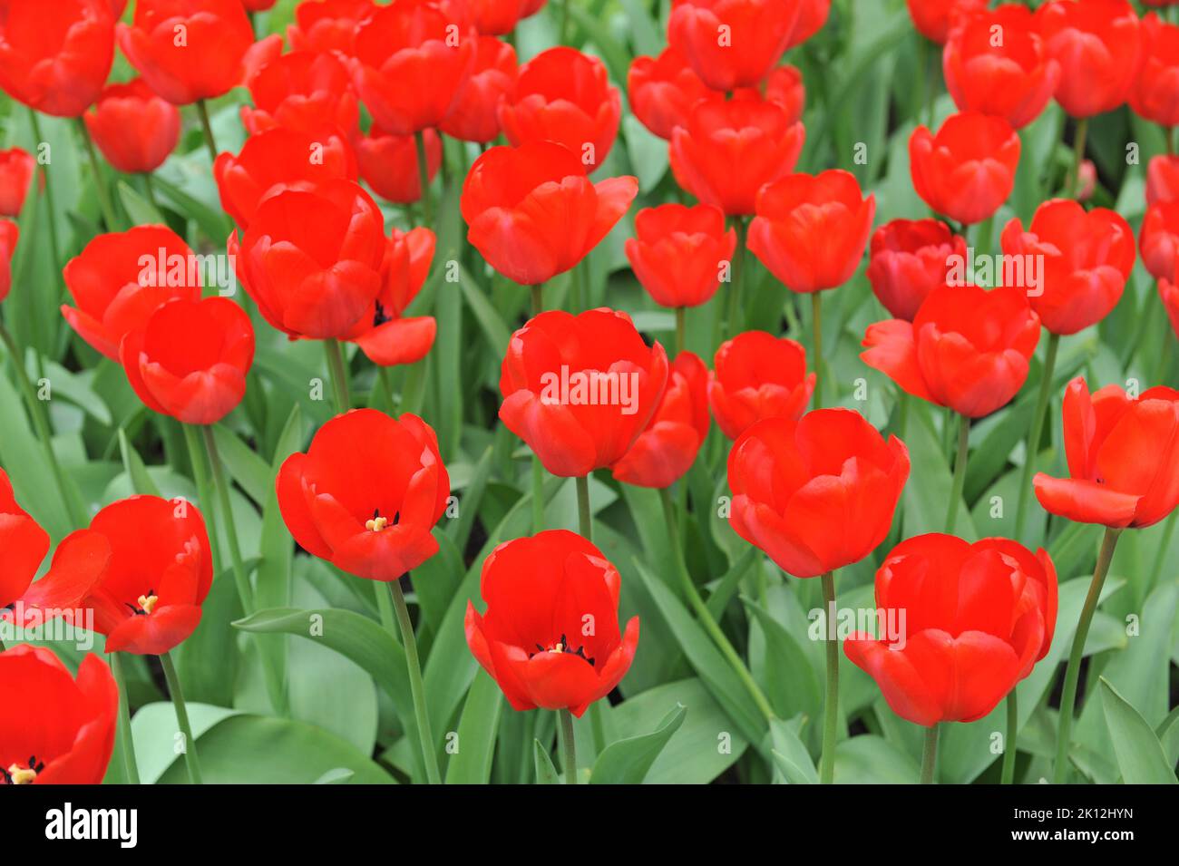 Darwin Hybrid tulips (Tulipa) Red Impression bloom in a garden in April ...