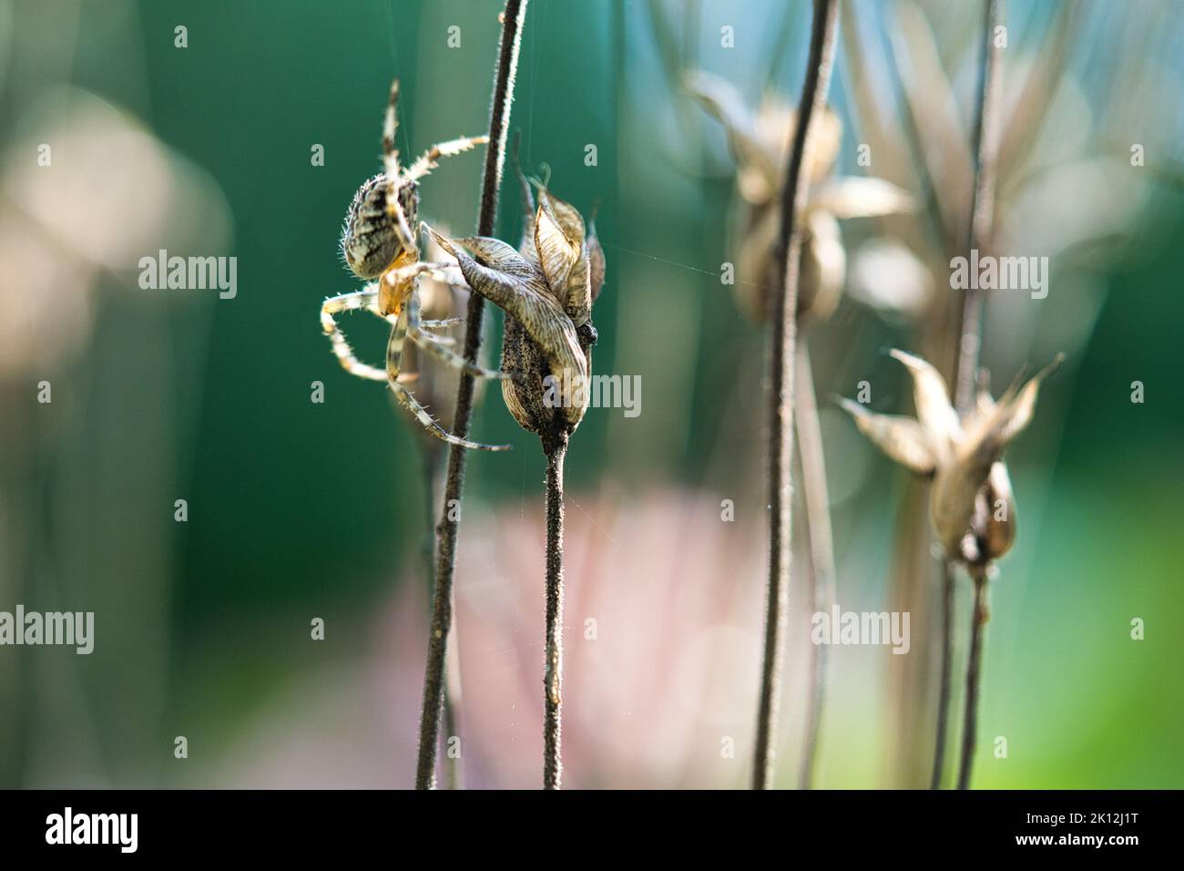 Cross spider crawling on a spider thread to a plant. Blurred background ...