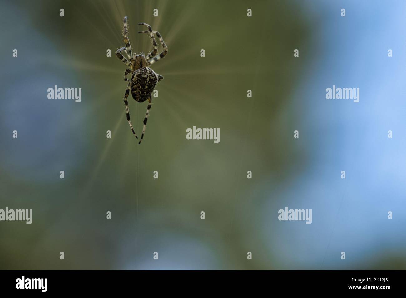 Cross spider crawling on a spider thread. Blurred background. A useful ...