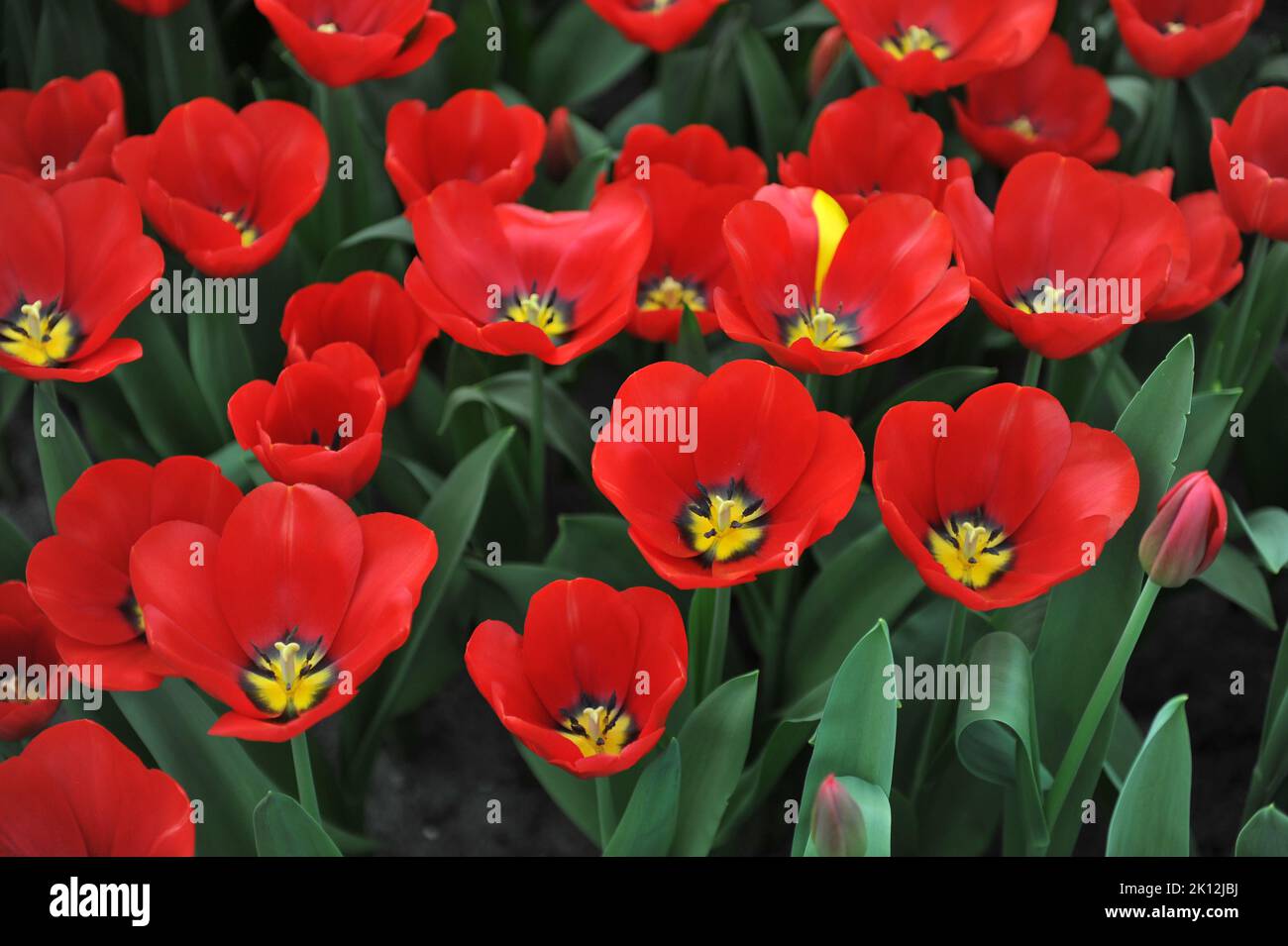 Plant bulb label hi-res stock photography and images - Alamy
