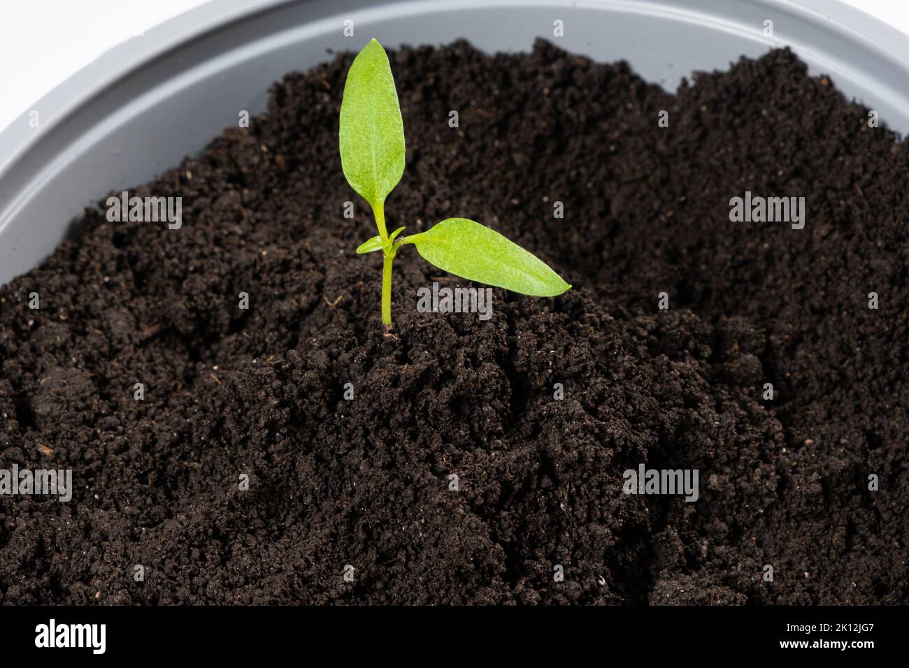 Growing peppers from seeds. Step 6 - Planting in a large pot Stock ...