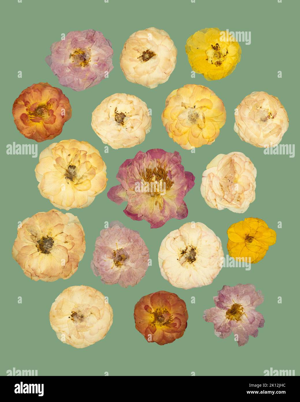 Group of dried pressed rose flowers isolated on blue background ...