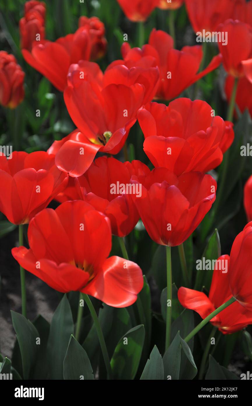 Triumph tulips (Tulipa) Red Light bloom in a garden in April Stock ...
