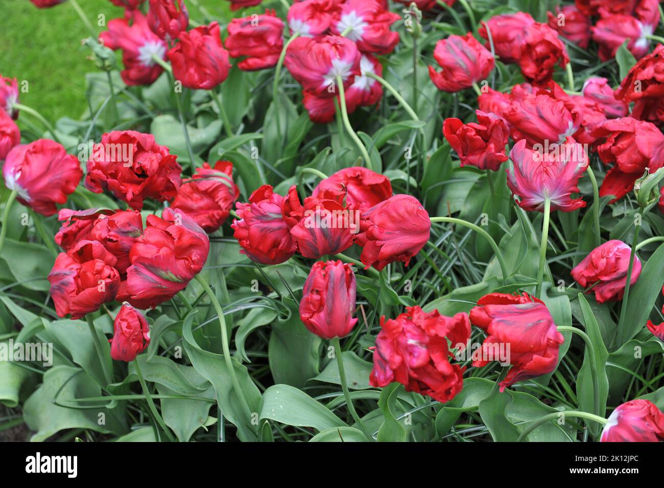 Parrot tulips (Tulipa) Red Madonna bloom in a garden in April Stock ...