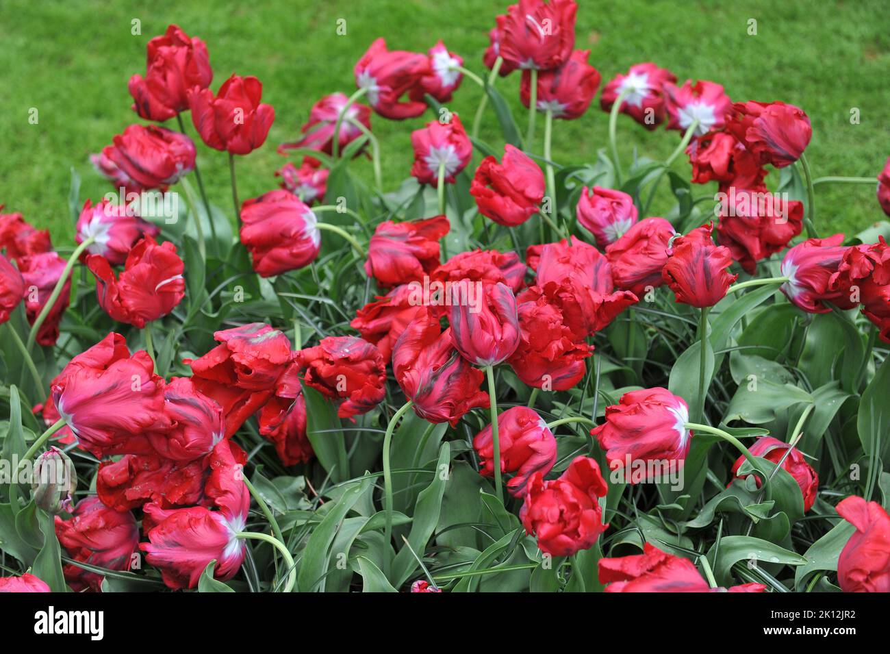 Parrot tulips (Tulipa) Red Madonna bloom in a garden in April Stock ...