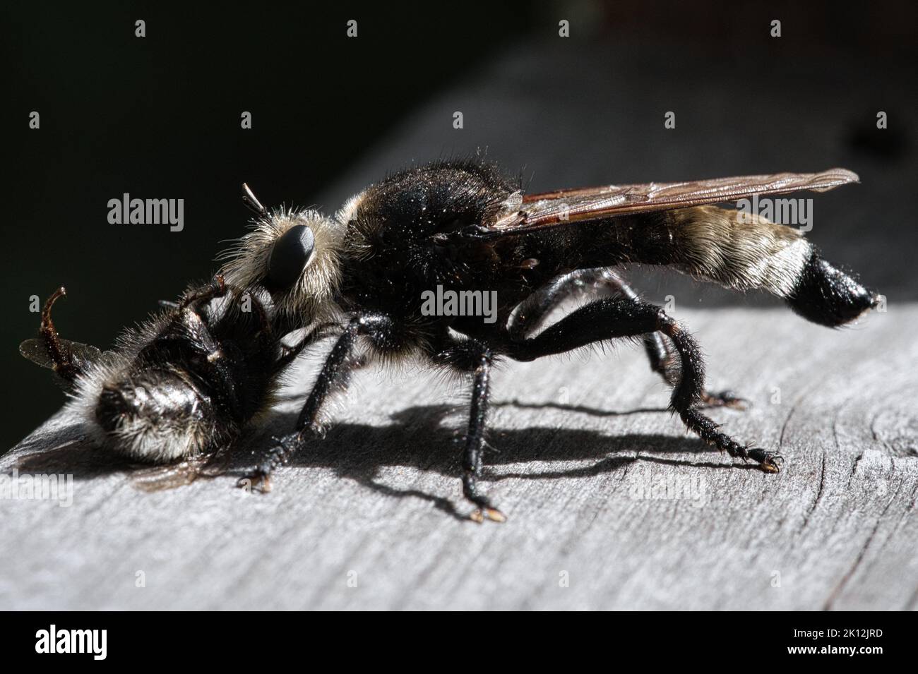 Yellow murder fly or yellow robber fly with a bumblebee as prey. The ...