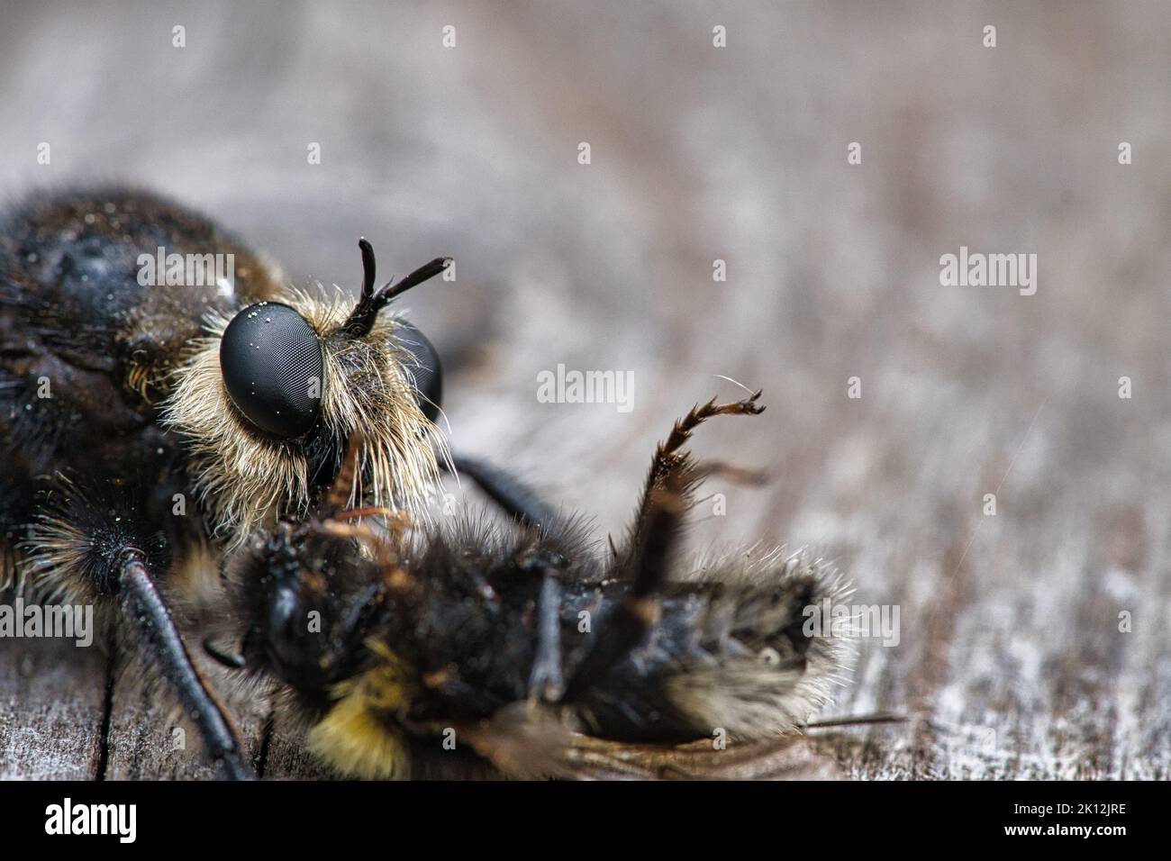 Yellow murder fly or yellow robber fly with a bumblebee as prey. The ...