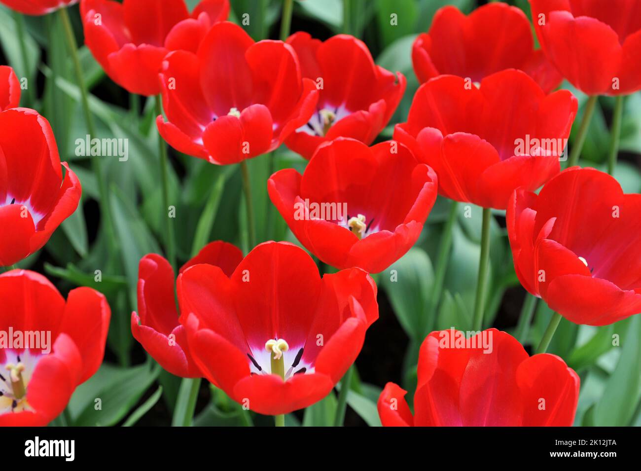 Red and white Triumph tulips (Tulipa) Red Mark bloom in a garden in ...