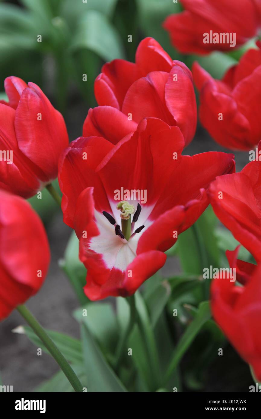 Red and white Triumph tulips (Tulipa) Red Mark bloom in a garden in ...