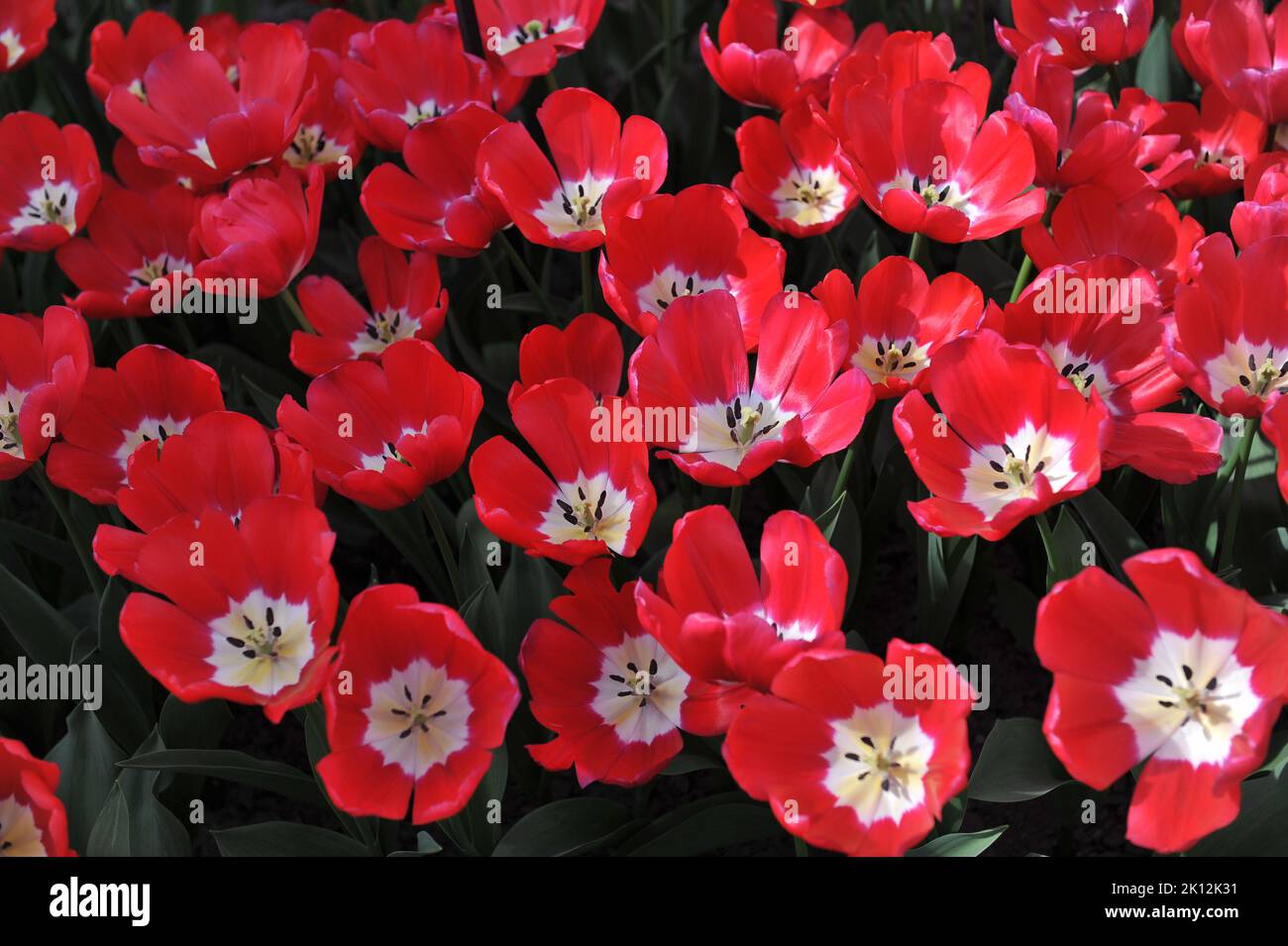 Triumph tulips (Tulipa) Red Power bloom in a garden in April Stock ...