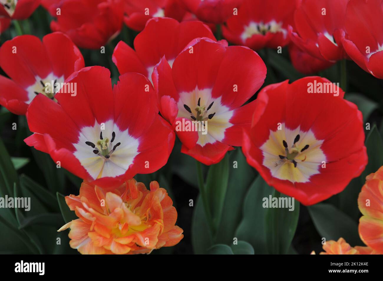 Triumph tulips (Tulipa) Red Power bloom in a garden in April Stock ...
