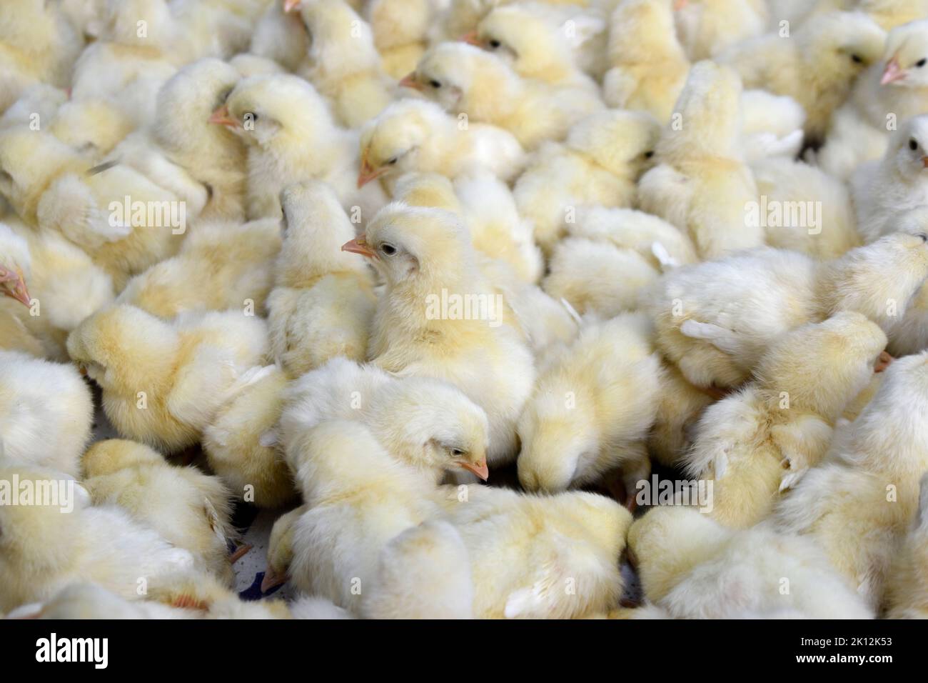 Yellow baby chicks huddled together, India Stock Photo - Alamy