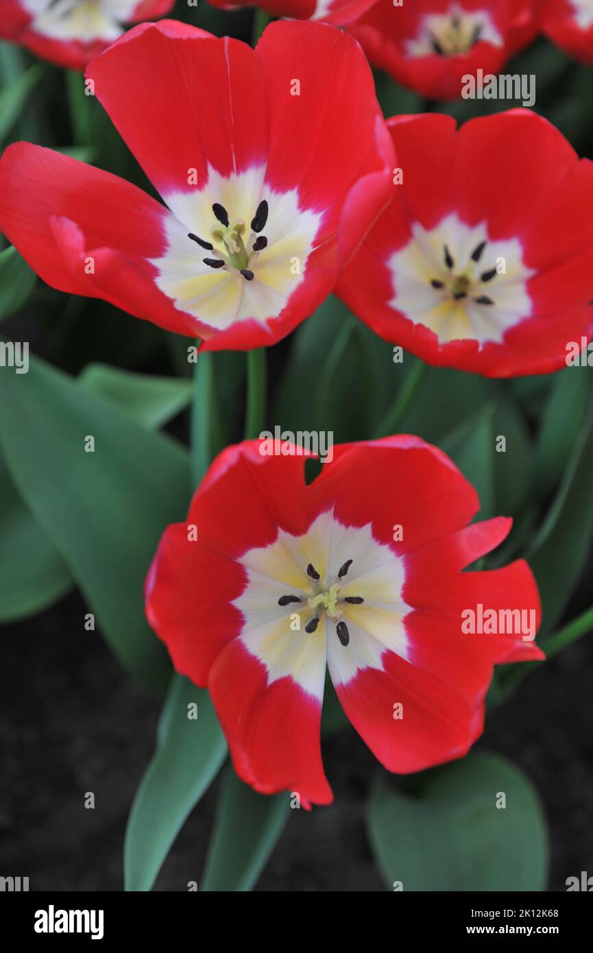 Triumph tulips (Tulipa) Red Power bloom in a garden in April Stock ...