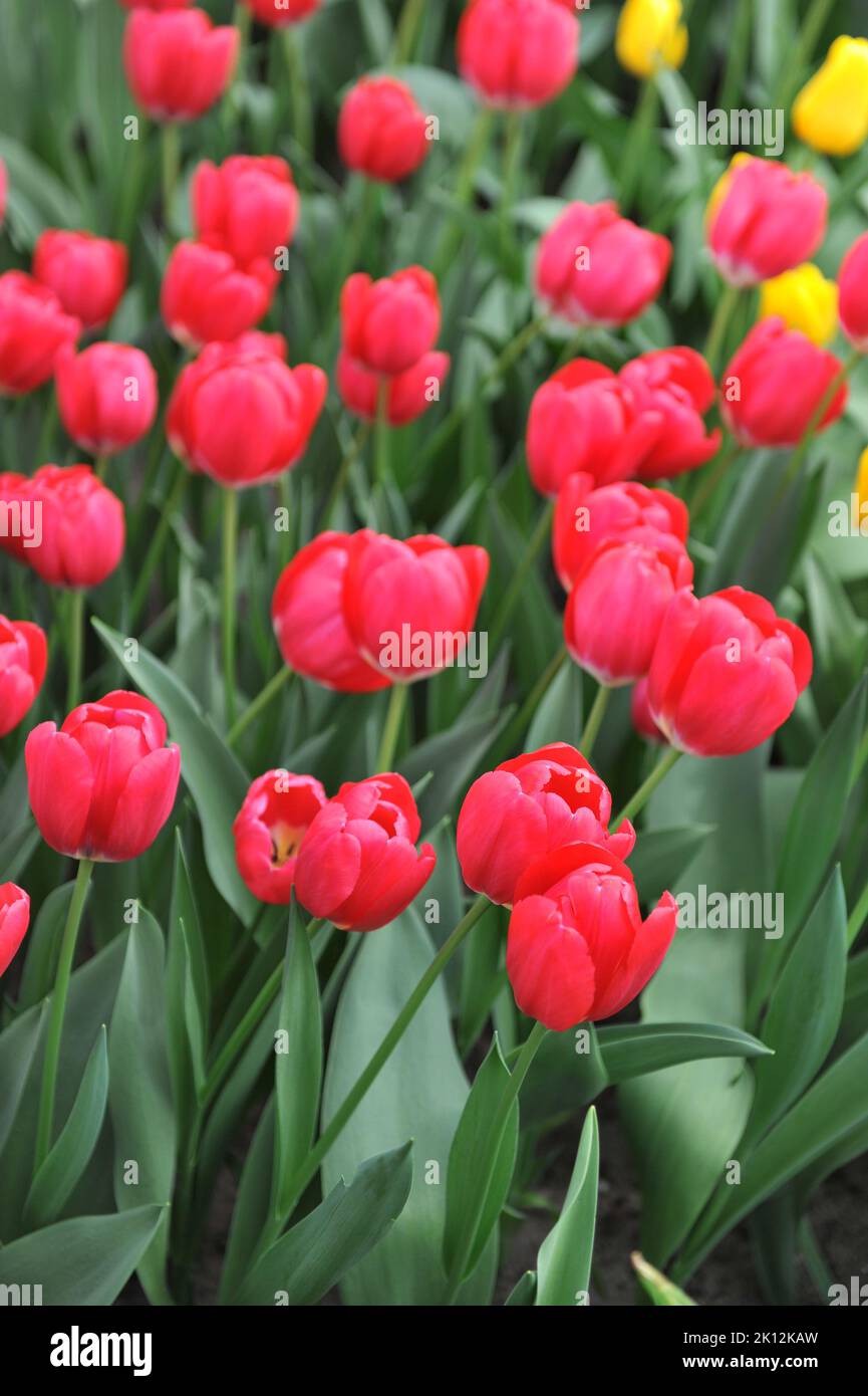 Tulip flower power hi-res stock photography and images - Alamy