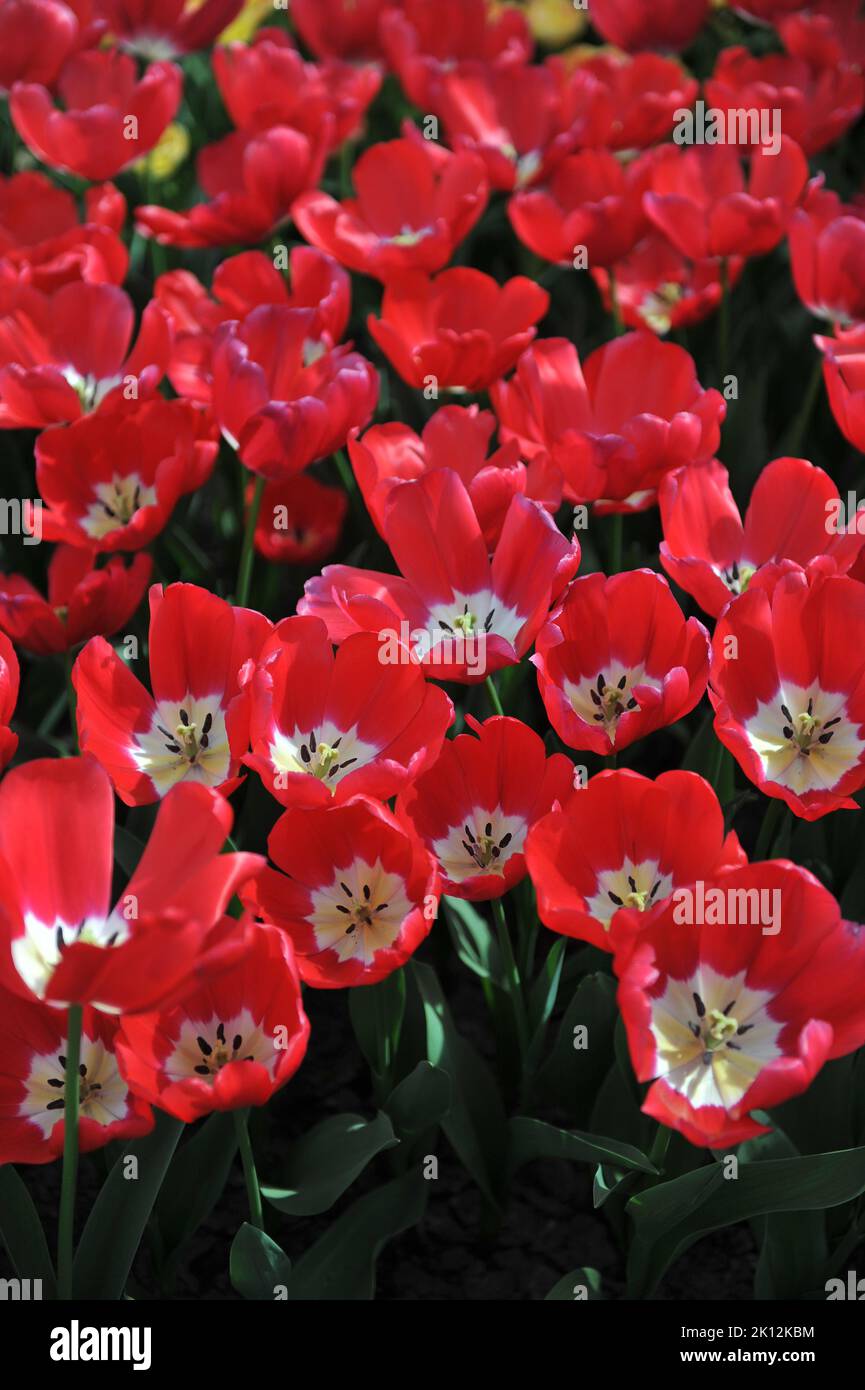 Triumph tulips (Tulipa) Red Power bloom in a garden in April Stock ...