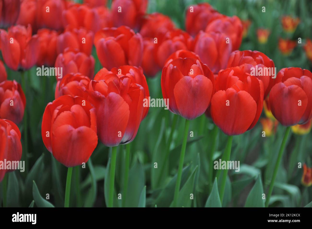 Darwin Hybrid tulips (Tulipa) Red Pride bloom in a garden in April ...