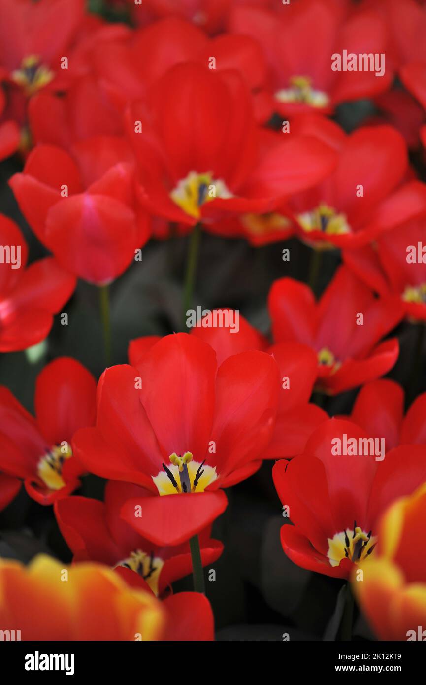 Fosteriana tulips (Tulipa) Red Purissima bloom in a garden in March ...