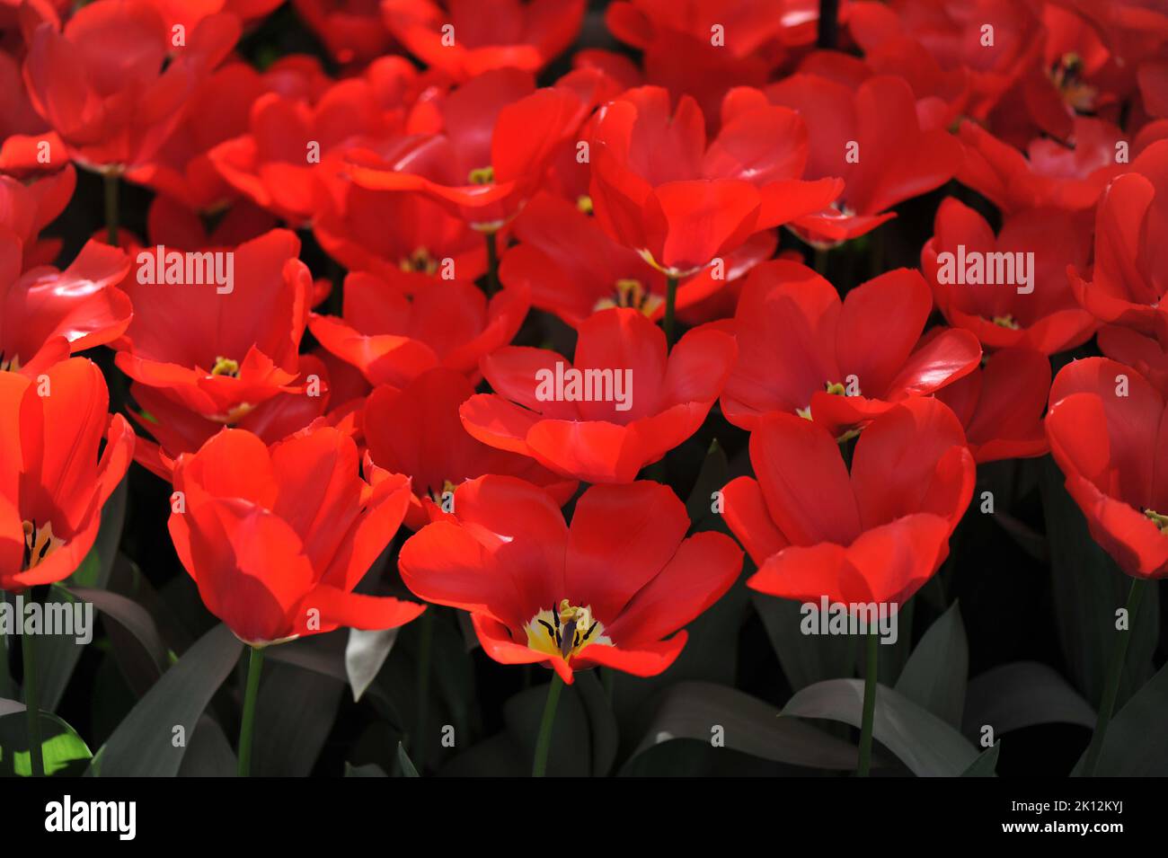 Fosteriana tulips (Tulipa) Red Purissima bloom in a garden in March ...