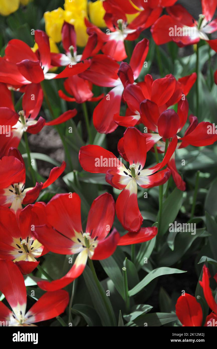 Red Raven Photography