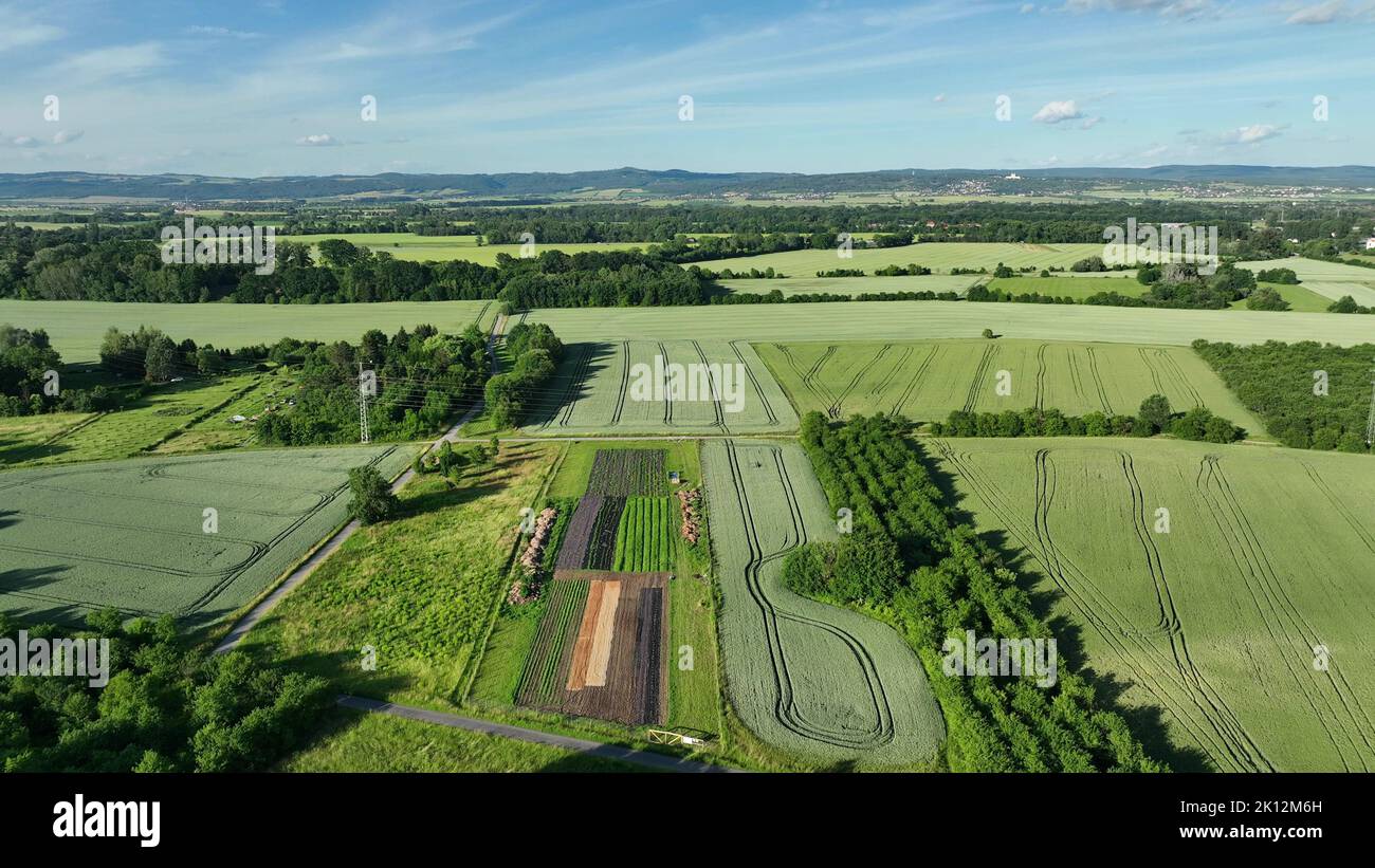 Watermelon citrullus lanatus planting bio farm plant field growth ...