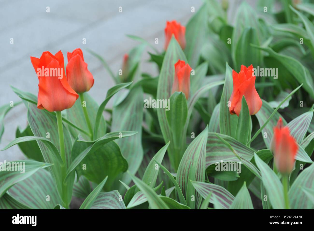 Greigii tulips (Tulipa) Red Riding Hood bloom in a garden in April ...
