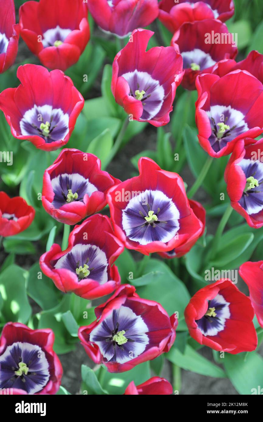 Triumph tulips (Tulipa) Red Rock bloom in a garden in April Stock Photo ...