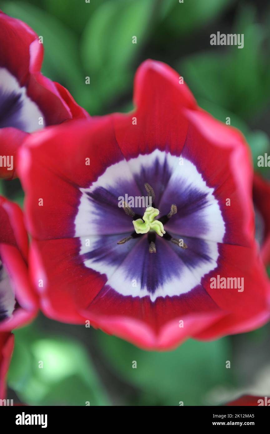 Rock tulip hi-res stock photography and images - Alamy
