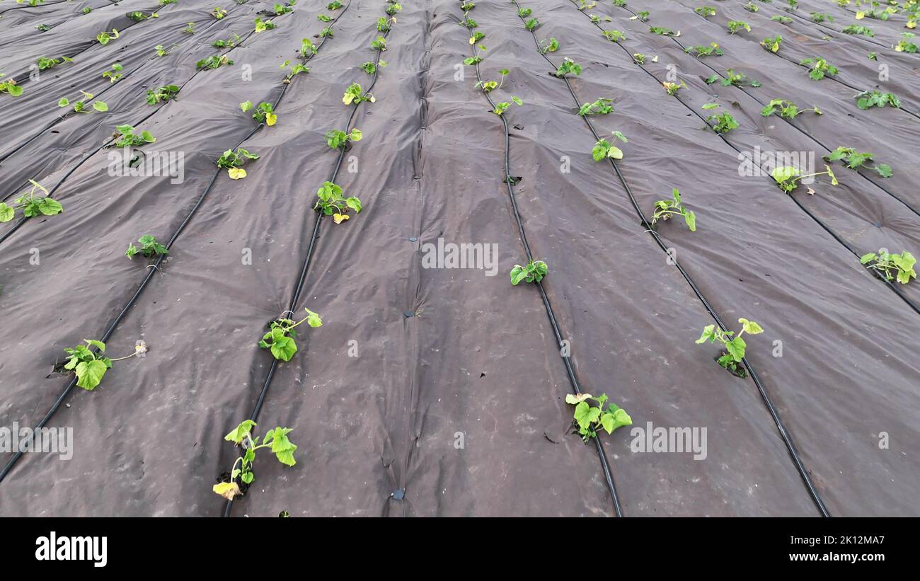 Watermelon citrullus lanatus planting bio farm plant field growth ...