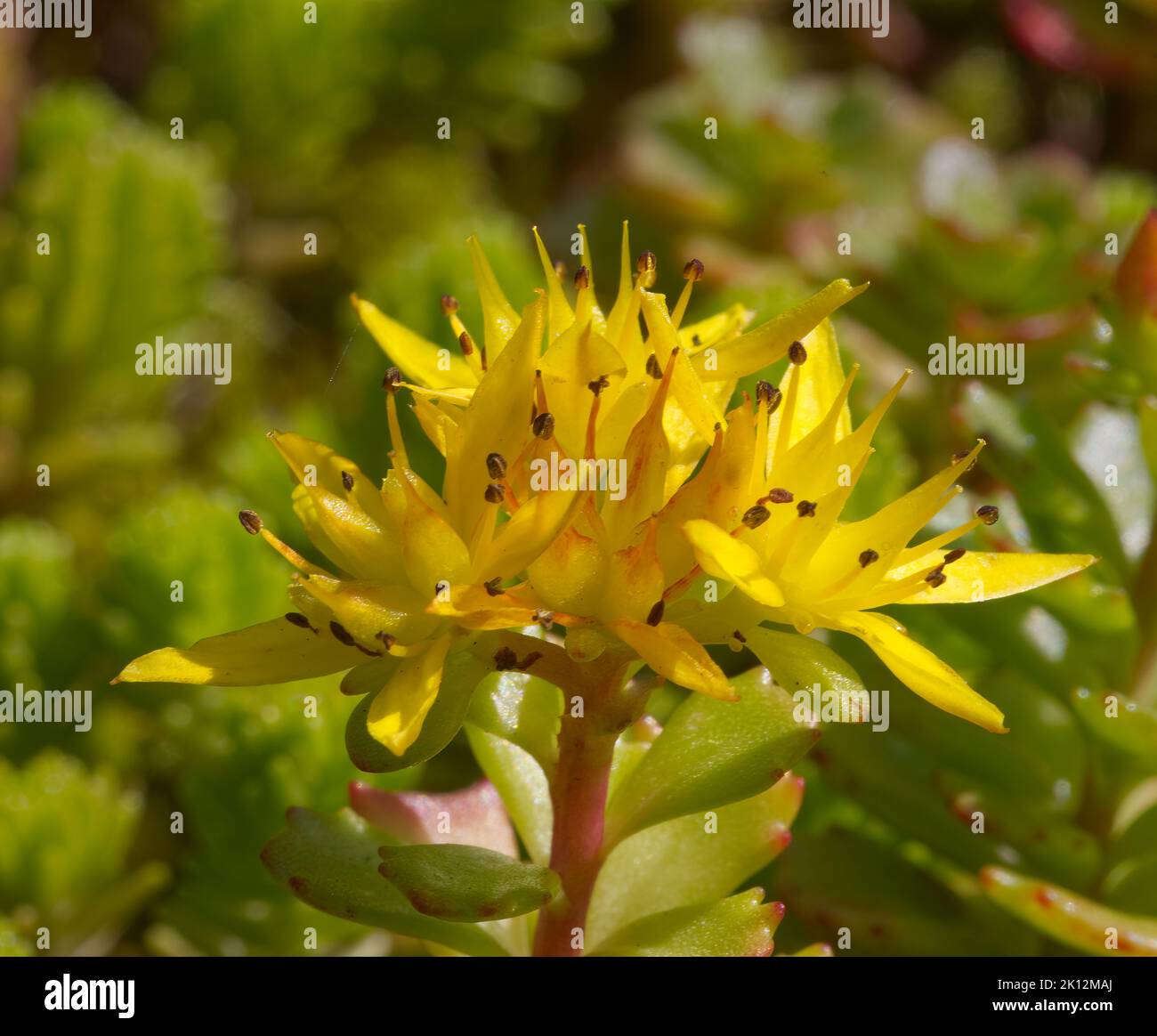 Close up of the yellow flower of Sedum acre, biting stonecrop Stock ...