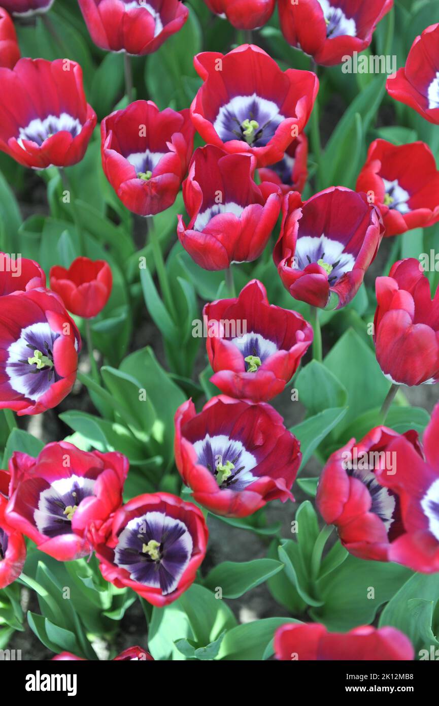 Triumph tulips (Tulipa) Red Rock bloom in a garden in April Stock Photo ...